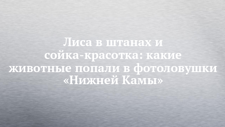 Лиса в штанах и сойка-красотка: какие животные попали в фотоловушки ...